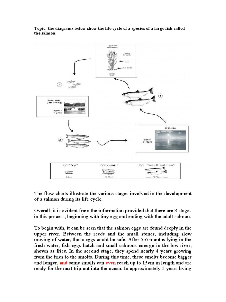Salmon Life Cycle Stages Explained | PDF | Spawn (Biology) | Salmon