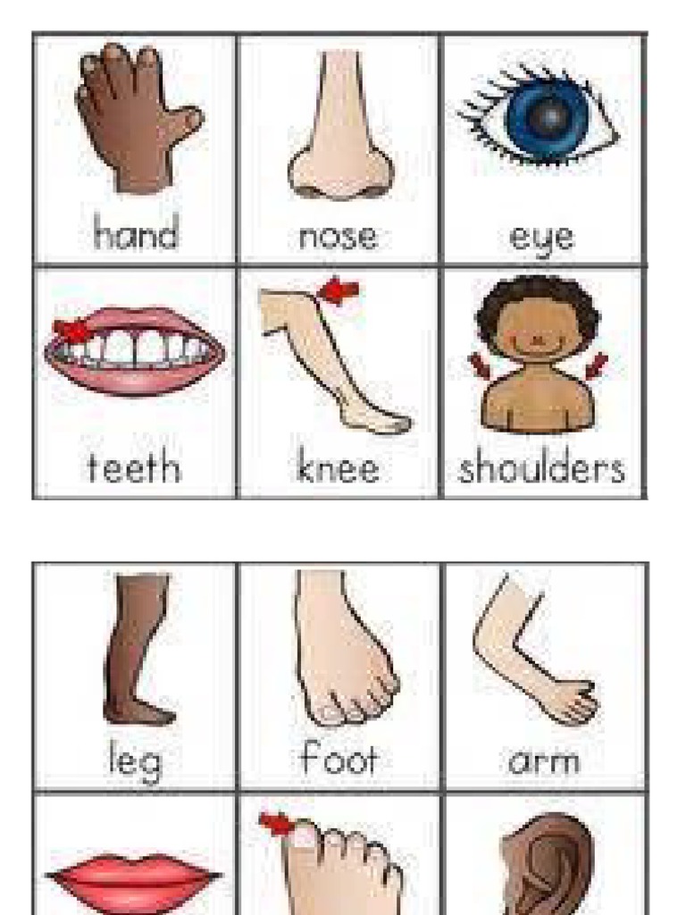 Parts of The Body | PDF