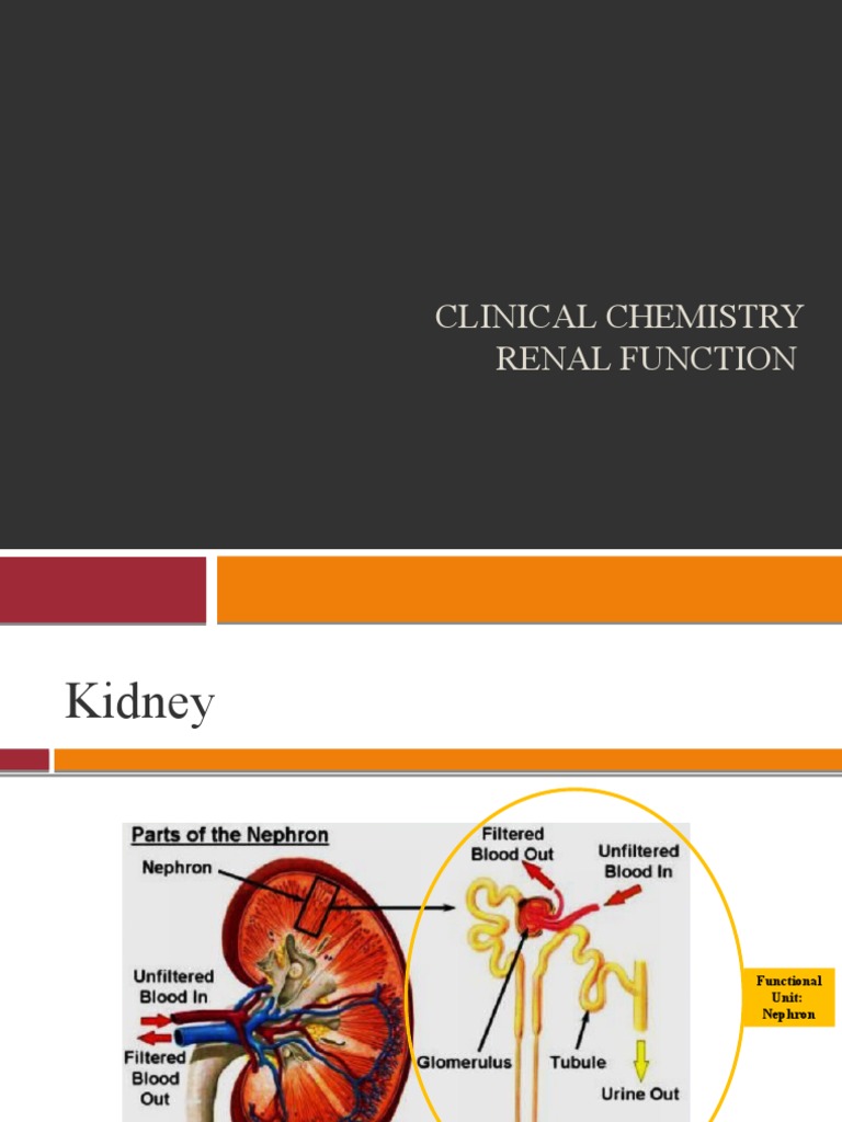Renal Function | PDF | Creatinine | Endocrine System