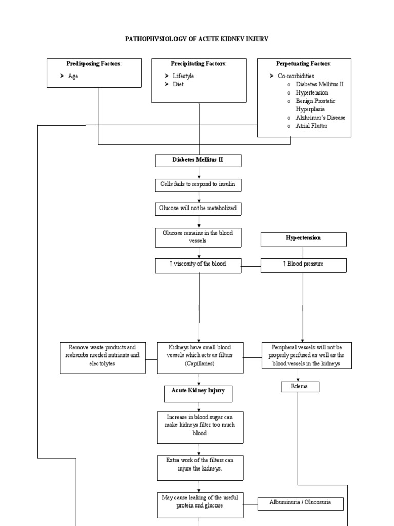 Acute Kidney Injury Pathophysiology Overview | PDF | Kidney | Blood