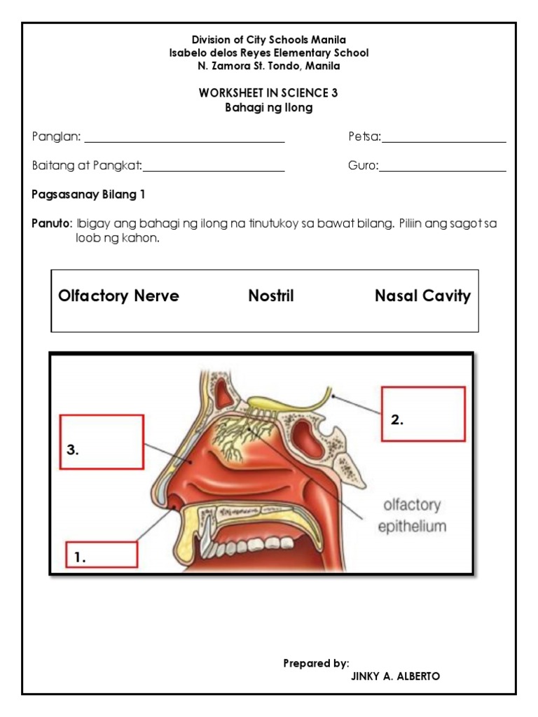 Worksheet - Bahagi NG Ilong | PDF