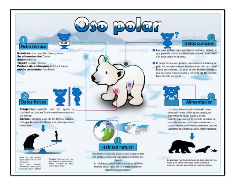 INFOGRAFIA El Oso Polar | PDF