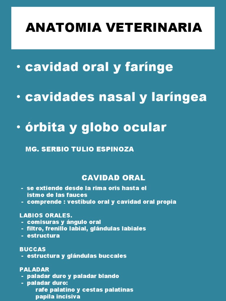 Anatomía de la Cavidad Orofaríngea | PDF | Laringe | Diente