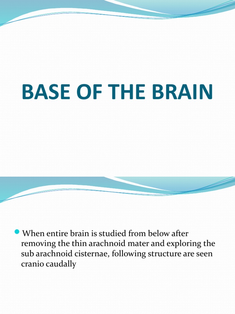 Base of Brain | PDF | Brain | Human Anatomy