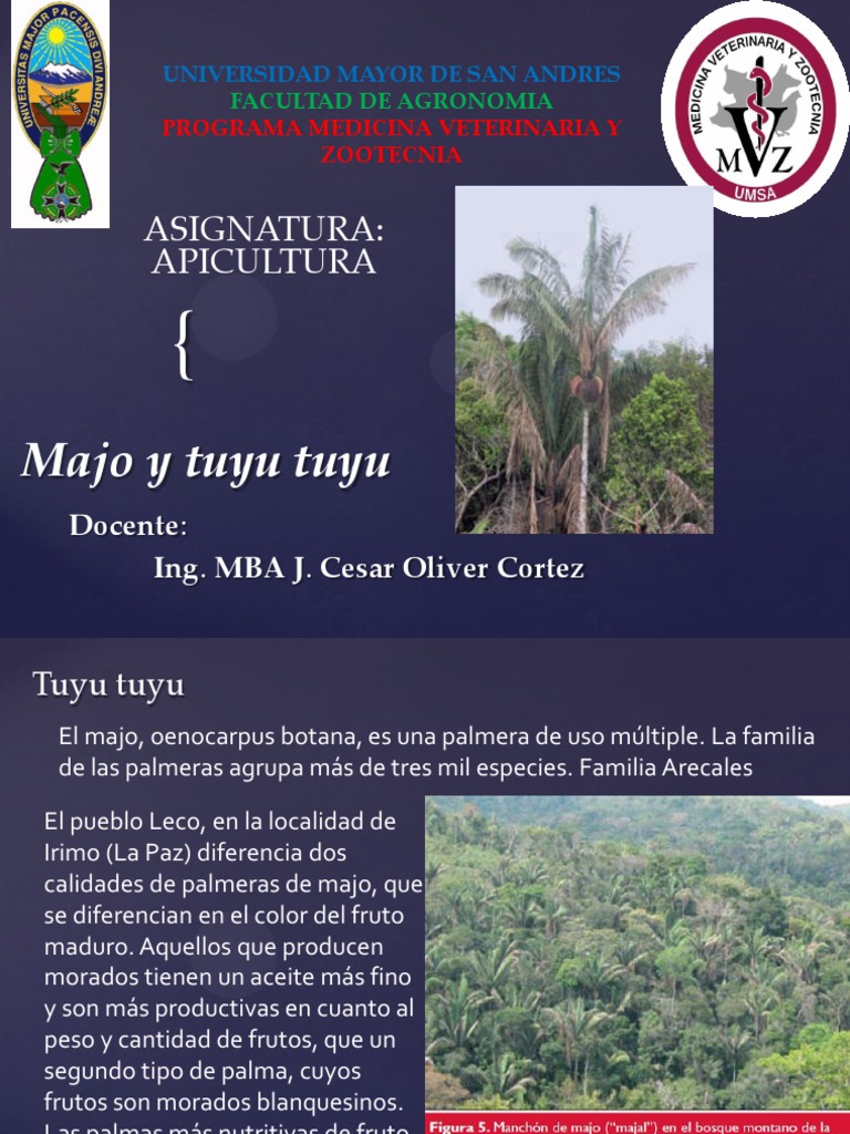 Majo y Tuyu Tuyu | PDF | Arecaceae | Petróleo