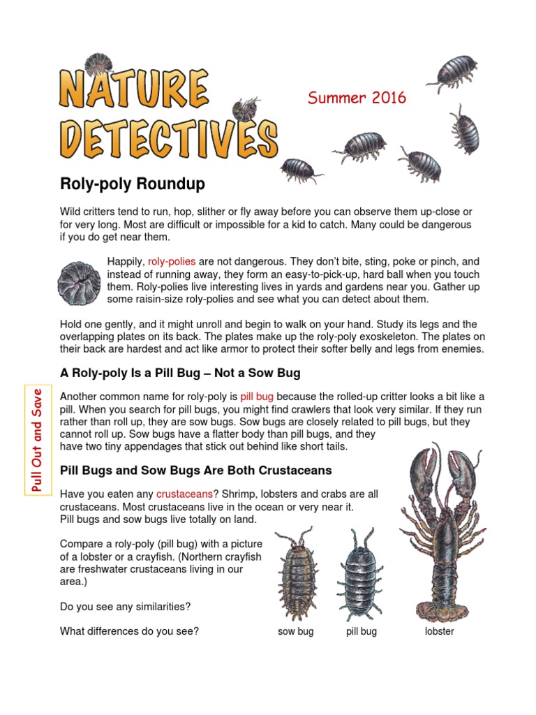 Nature Detectives 2016b | PDF | Insects | Crustacean