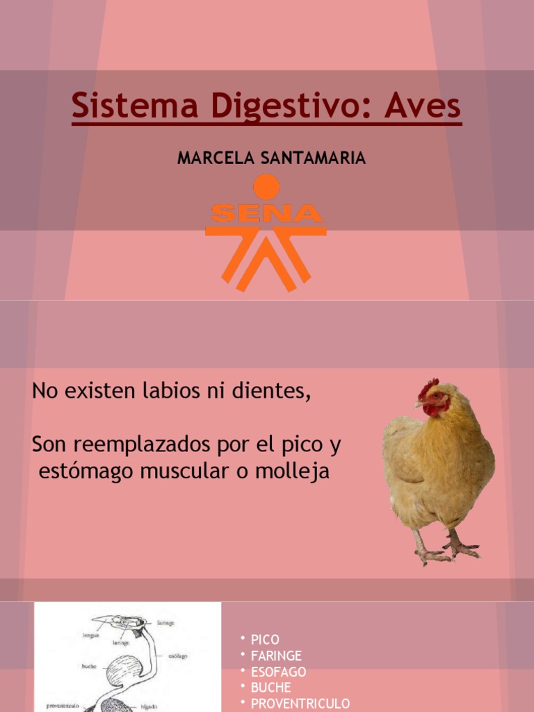 Sistema Digestivo en Aves | PDF | Estómago | Digestión