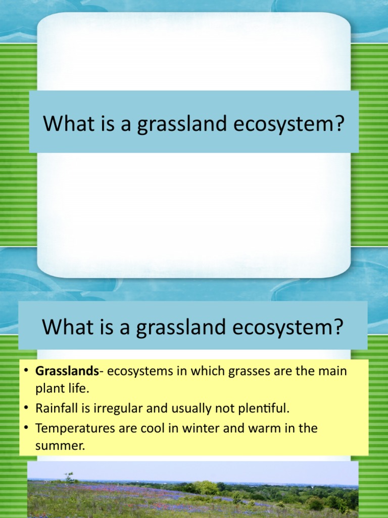 Overview of Grassland Ecosystems | PDF | Grassland | Ecosystem