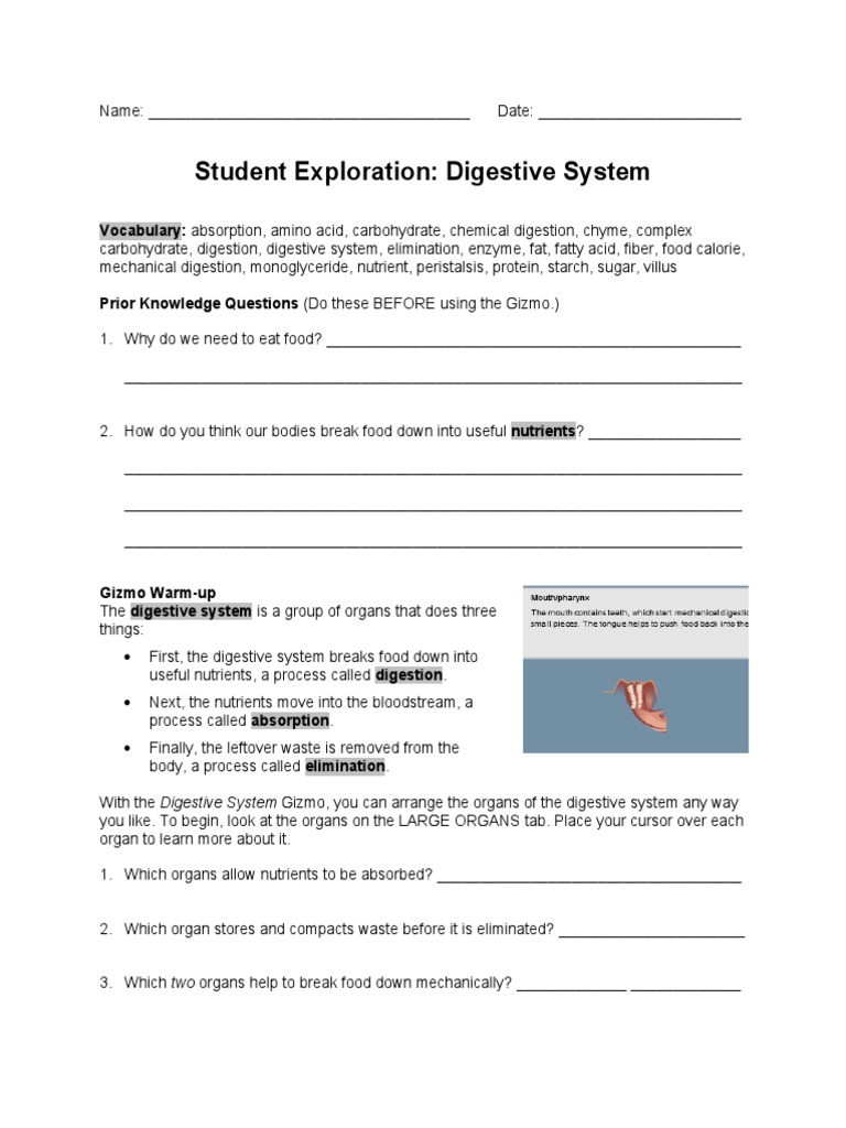 Digestive System Laboratory | PDF | Digestion | Human Digestive System