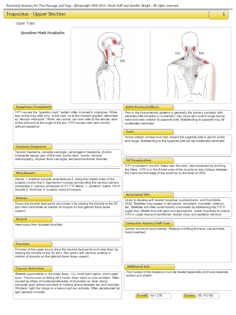 Muscle Page Upper Trapezius 1 | PDF | Neck | Musculoskeletal System