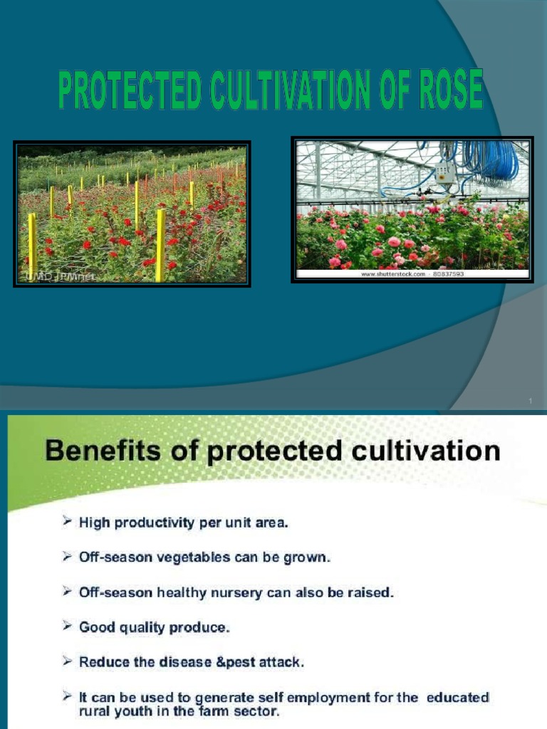 Rose Protected Cultivation | PDF | Pruning | Greenhouse