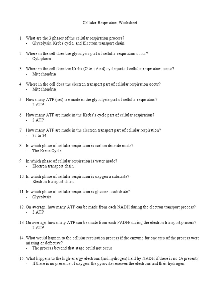 Cellular Respiration Worksheet | PDF | Cellular Respiration | Adenosine ...