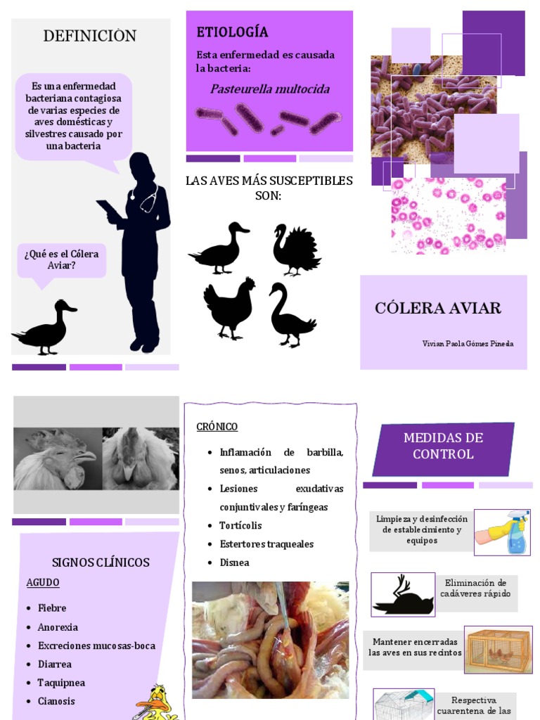 Folleto-Cólera Aviar | PDF