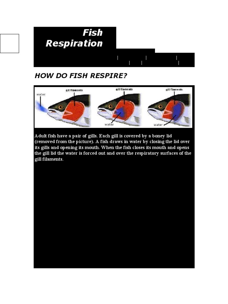 Fish Respiration | Gill | Respiratory System