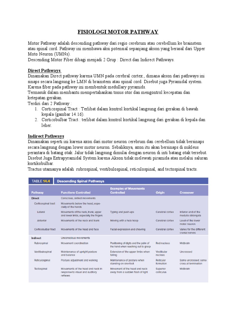 (Udah) Fisiologi Motor Pathway Li Case 1 p1 - Putri Nadiah | PDF (Udah) Fisiologi Motor Pathway Li Case 1 p1 - Putri Nadiah | PDF
