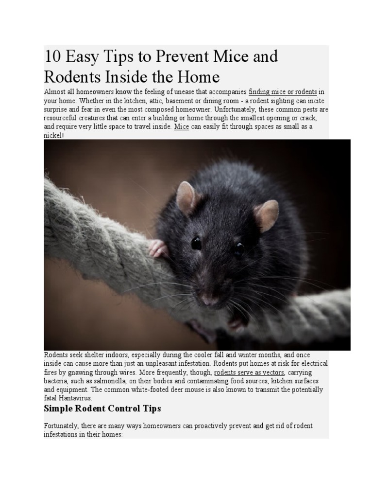 10 Easy Tips To Prevent Mice and Rodents Inside The Home | PDF | Home ...