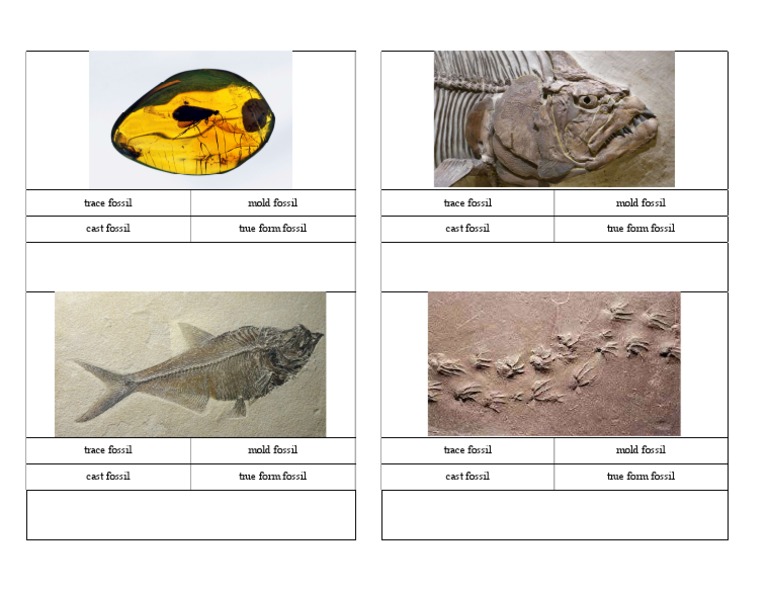 Trace Fossil Mold Fossil Trace Fossil Mold Fossil Cast Fossil True Form ...
