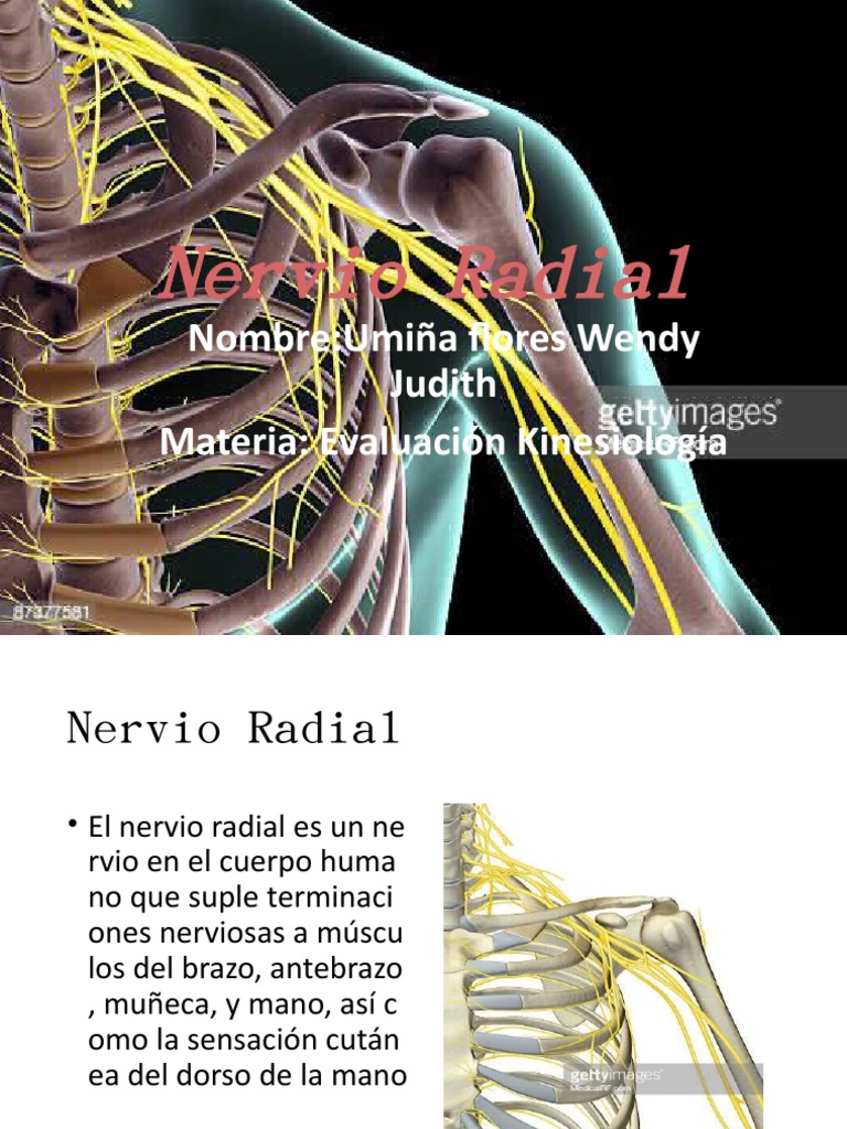 Nervio Radial-WPS Office | PDF