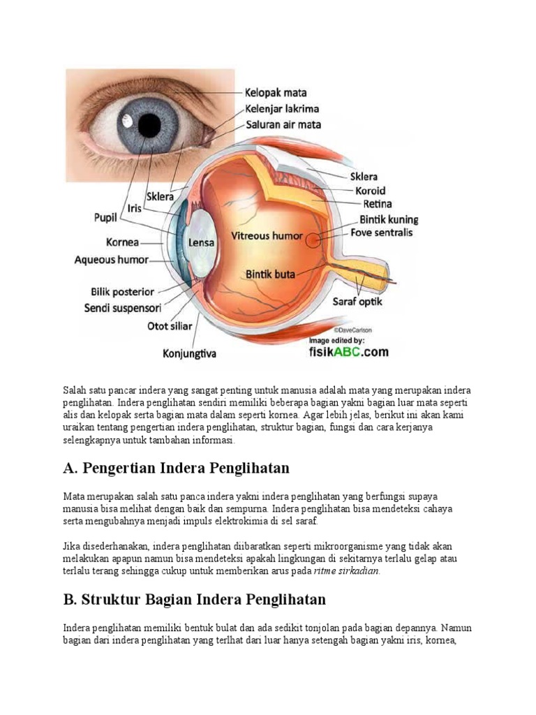 Struktur dan Fungsi Indera Penglihatan | PDF