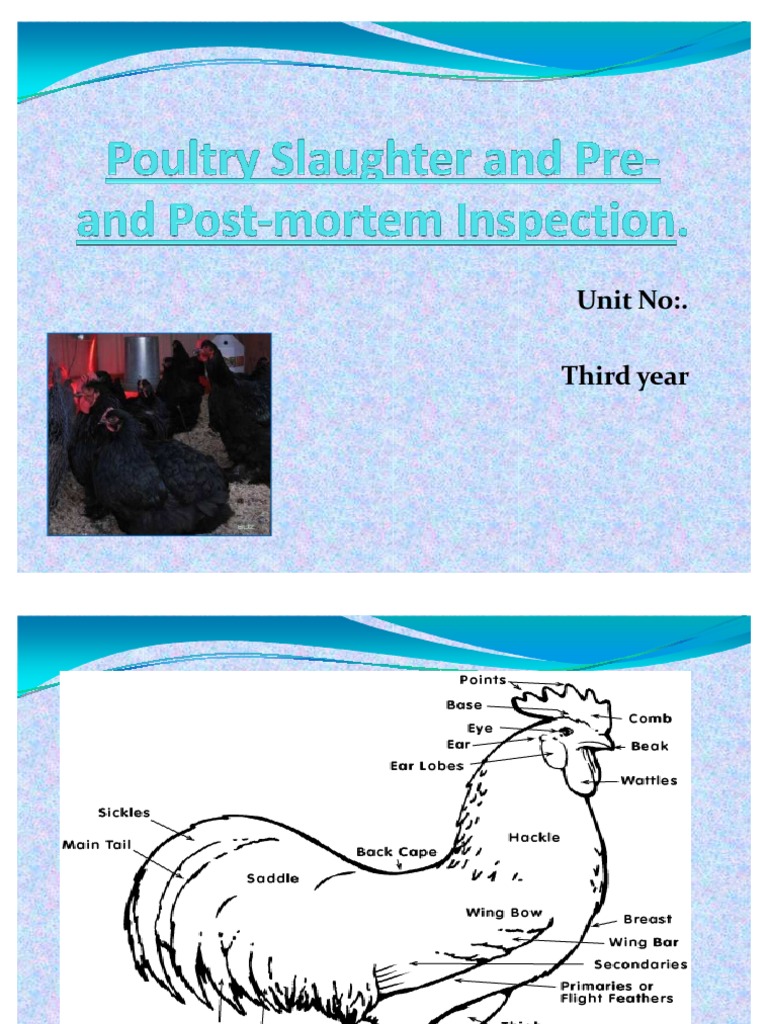 Poultry Slaughter and Pre - and Post-Mortem Inspection | PDF | Poultry ...