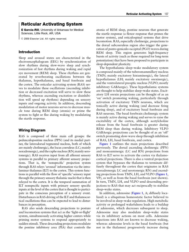 Reticular Activating System | PDF | Cerebral Cortex | Thalamus