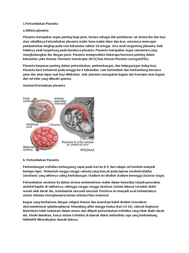 Bentuk Dan Ukuran Plasenta | PDF