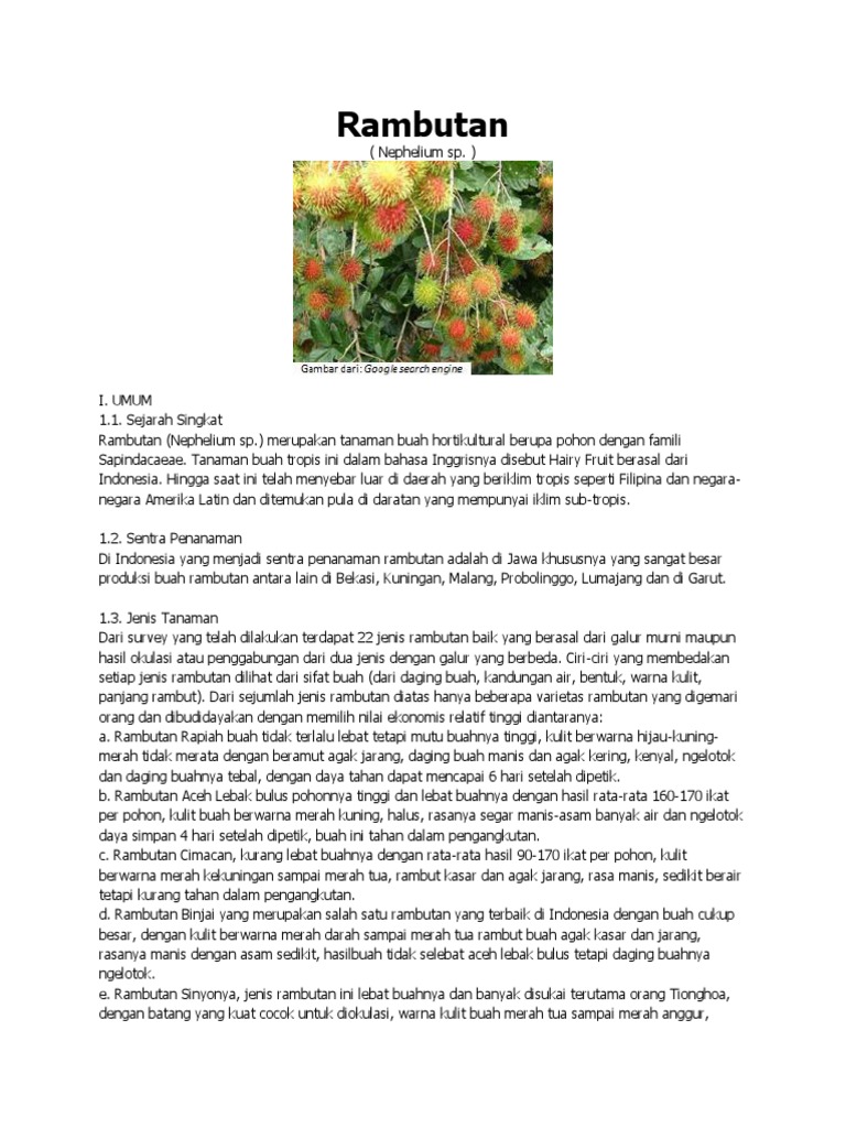 Rambutan | PDF