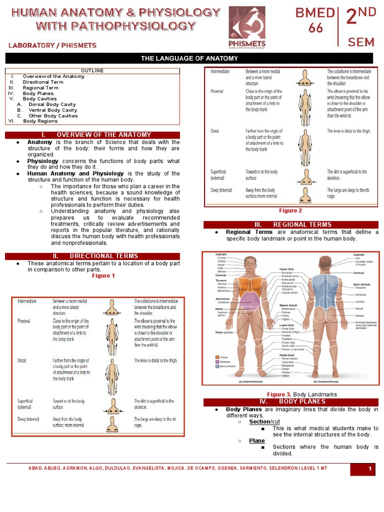 Human Anatomy and Physiology Overview | PDF | Vertebral Column ...