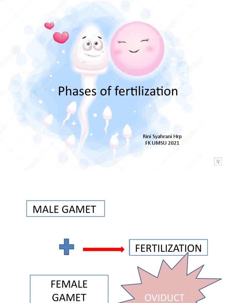 Phases of Fertilization | PDF