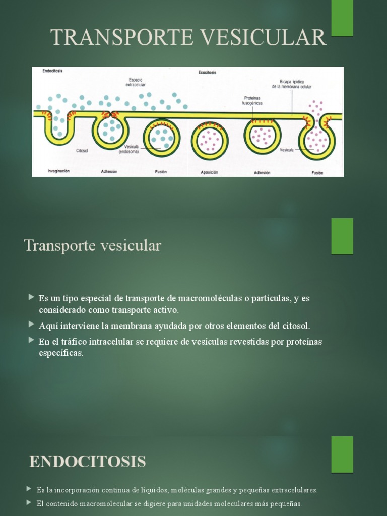 Transporte Vesicular | PDF | Biología Molecular | Biofísica
