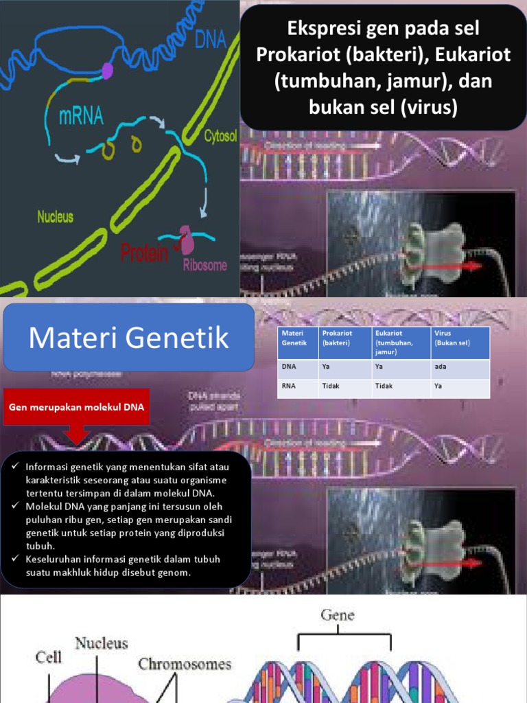 Ekspresi Gen: Prokariot vs Eukariot | PDF