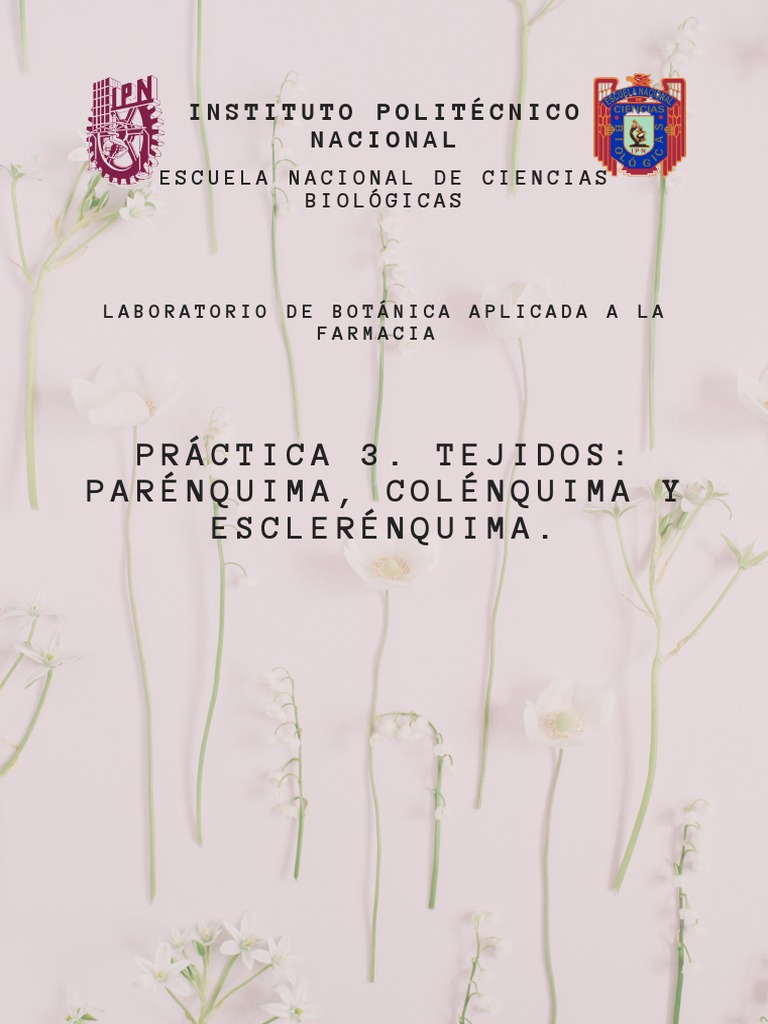 Tejidos. Parénquima, Colénquima y Esclerénquima. | PDF | Plantas ...