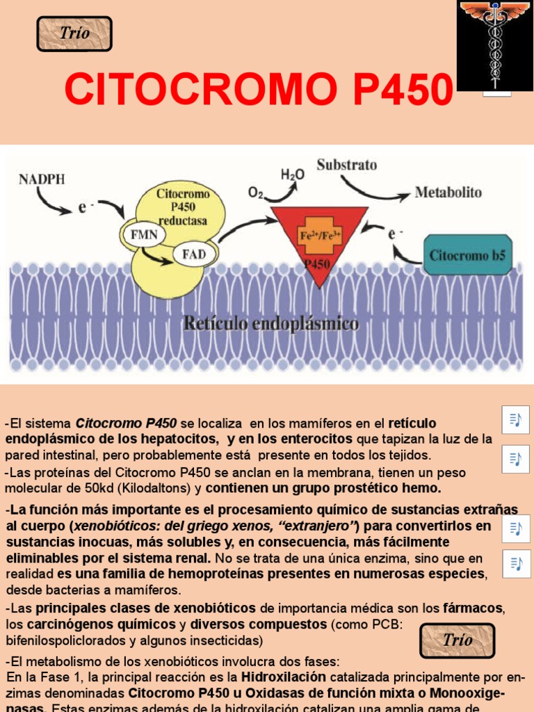 Clase 06 - Citocromo p450 Con Audio | PDF | Citocromo P450 | Enzima
