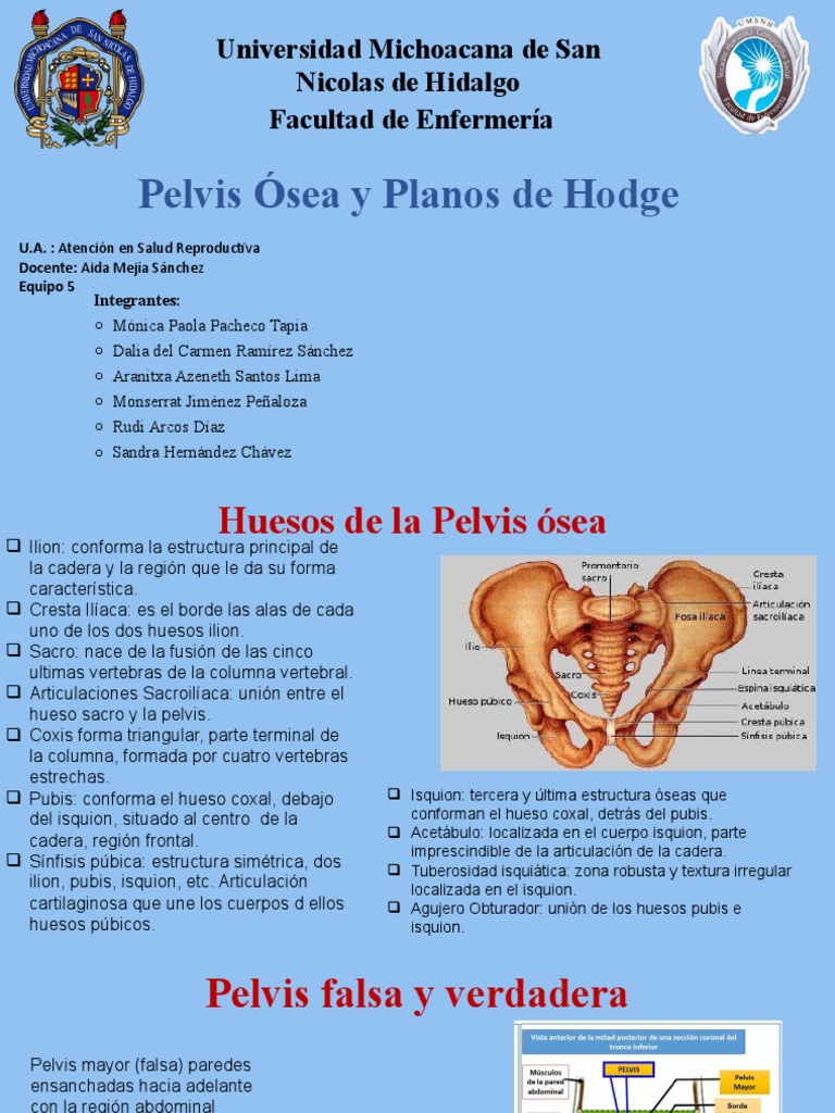 Anatomía y Tipos de Pelvis Ósea | PDF | Pelvis | Anatomía