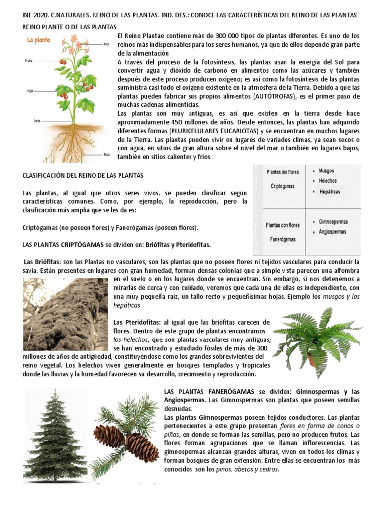 Reino Plantae o de Las Plantas 2 | Download grátis PDF | Plantas | Naturaleza