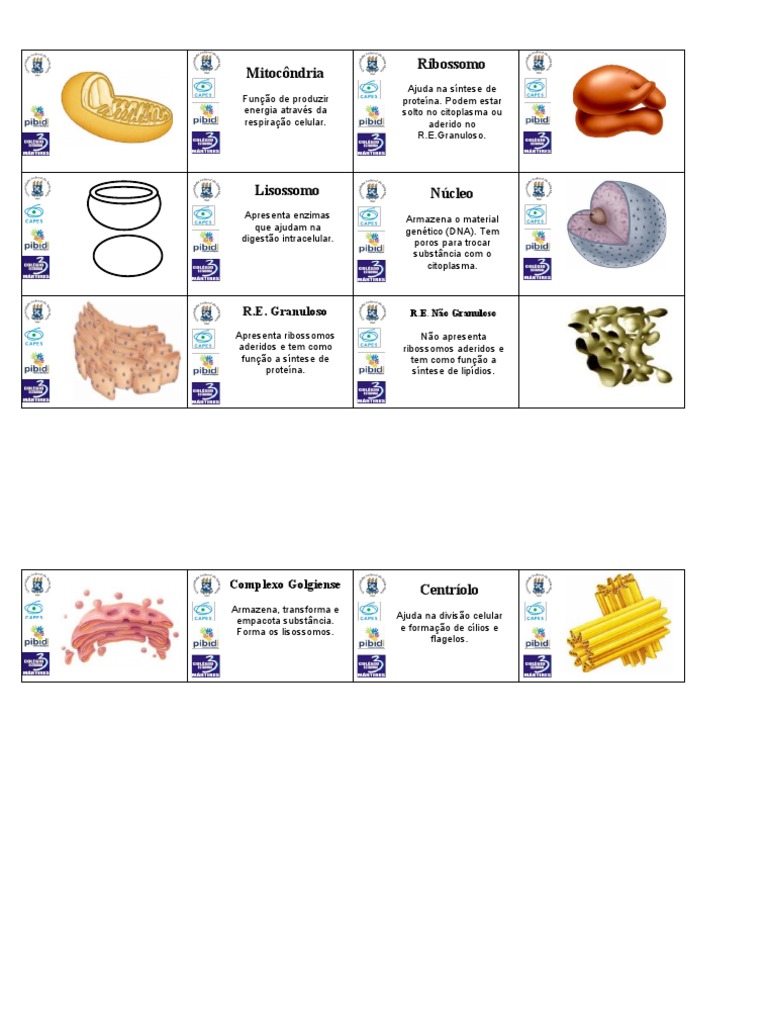 Jogo Da Memória Citologia Organelas - Grupo Três Mártires | PDF