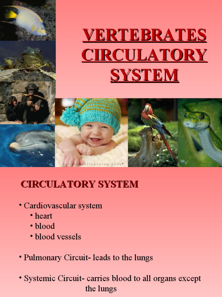 Vertebrate Circulatory System #1 | PDF | Heart | Circulatory System