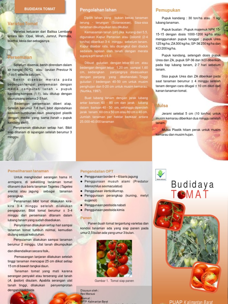 Budidaya Tomat | PDF
