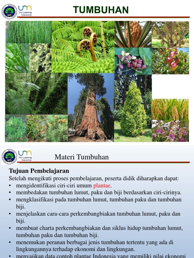 Siklus Hidup dan Reproduksi Lumut | PDF