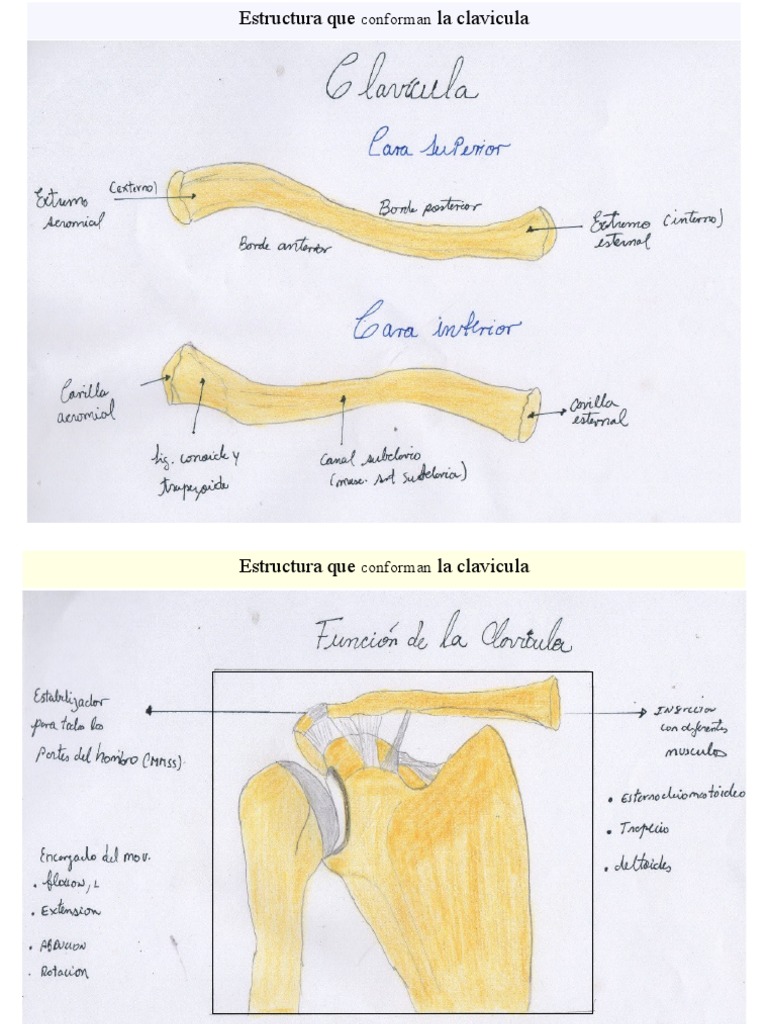Estructuras Que Conforman La Clavicula | PDF