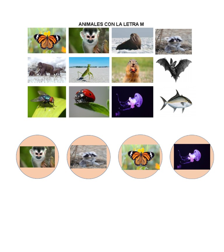 Animales Con La Letra M | PDF
