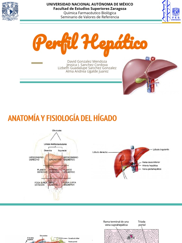 Perfil Hepatico | PDF | Hepatitis | Transaminasa