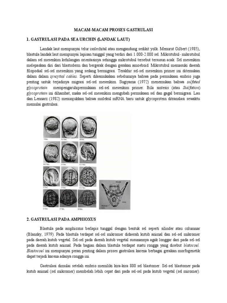 Macam-Macam Proses Gastrulasi | PDF