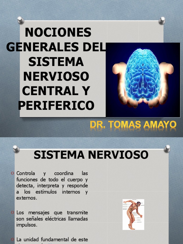SNC y SNP | PDF | Neurona | Cerebro
