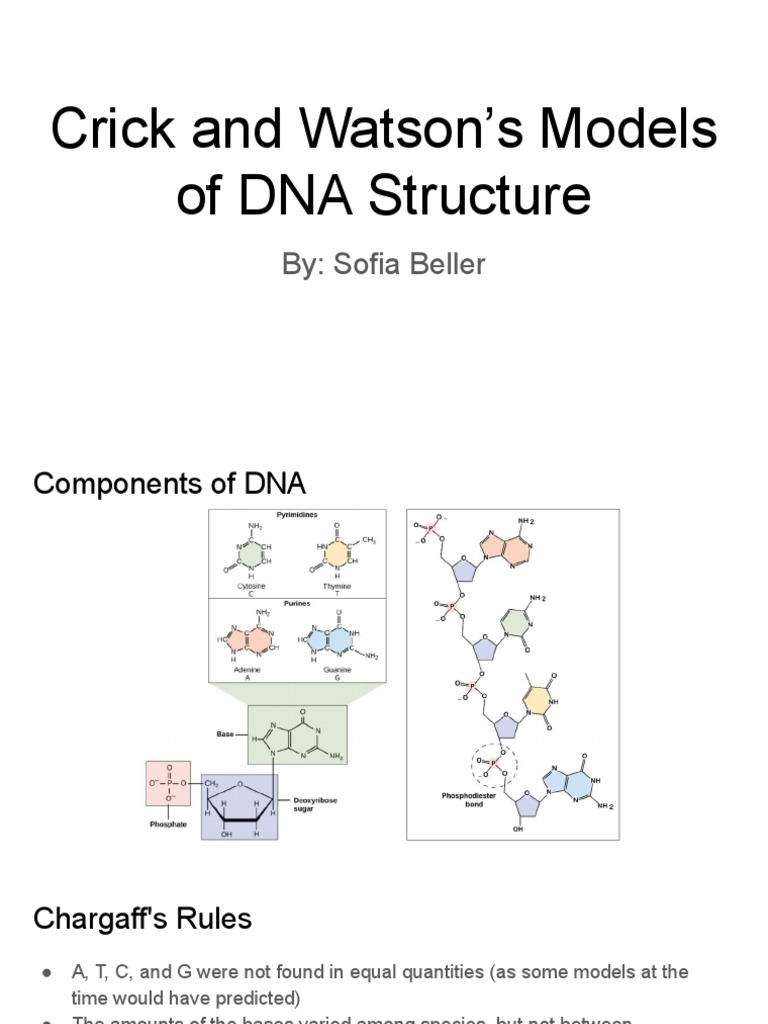 Crick and Watson's Models of DNA Structure | PDF
