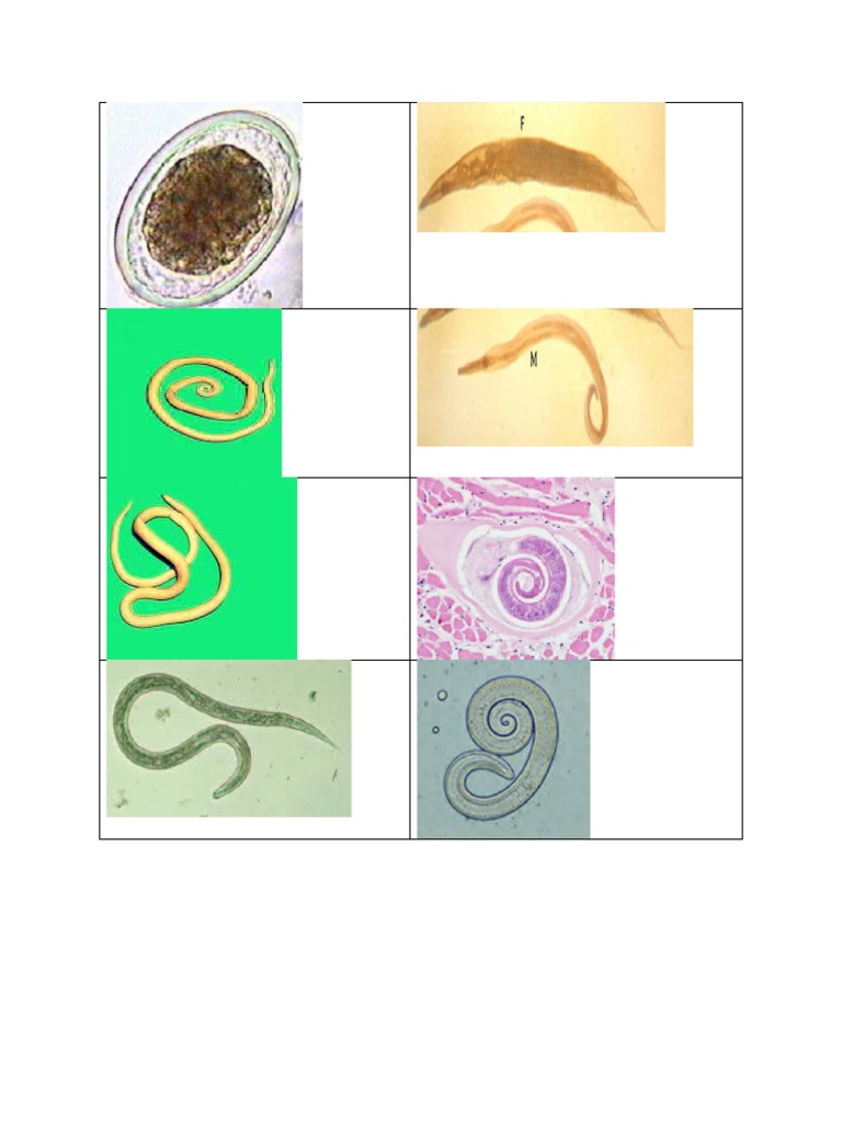 Gambar Parasitologi | PDF