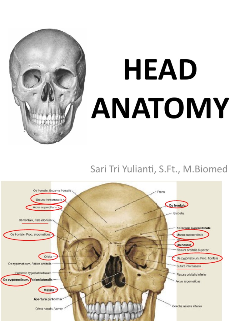 Head Anatomy | PDF