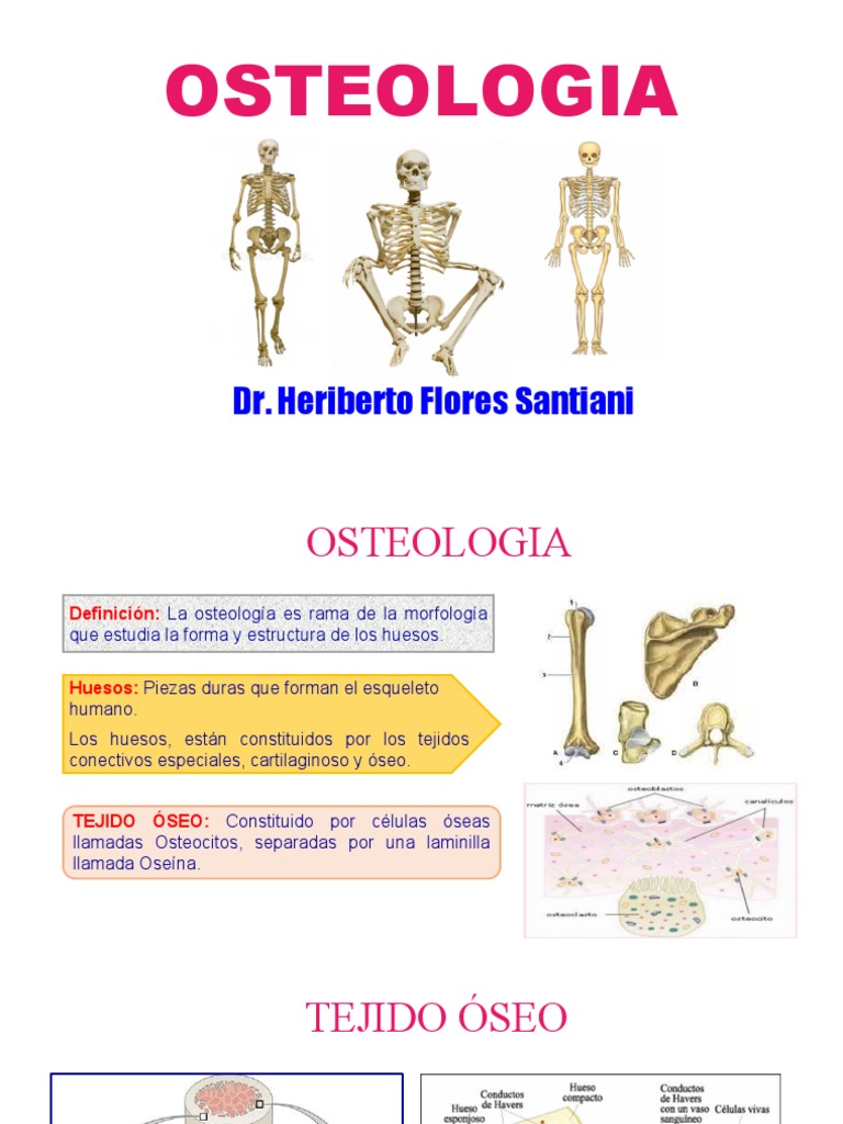 Introducción a la Osteología Humana | PDF | Mano | Hueso