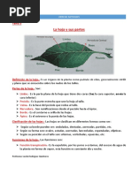 Tejido Conductor Vegetal | PDF | Fisiología de las plantas | Botánica