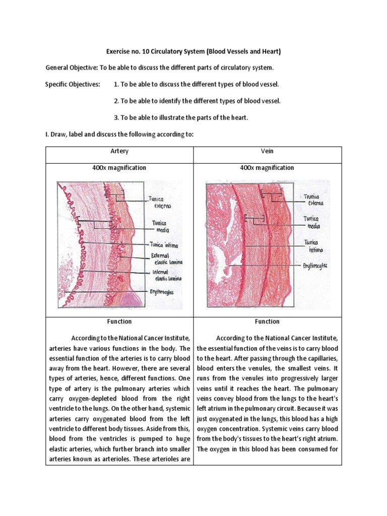 Circulatory System Exercise 10 | PDF | Artery | Circulatory System